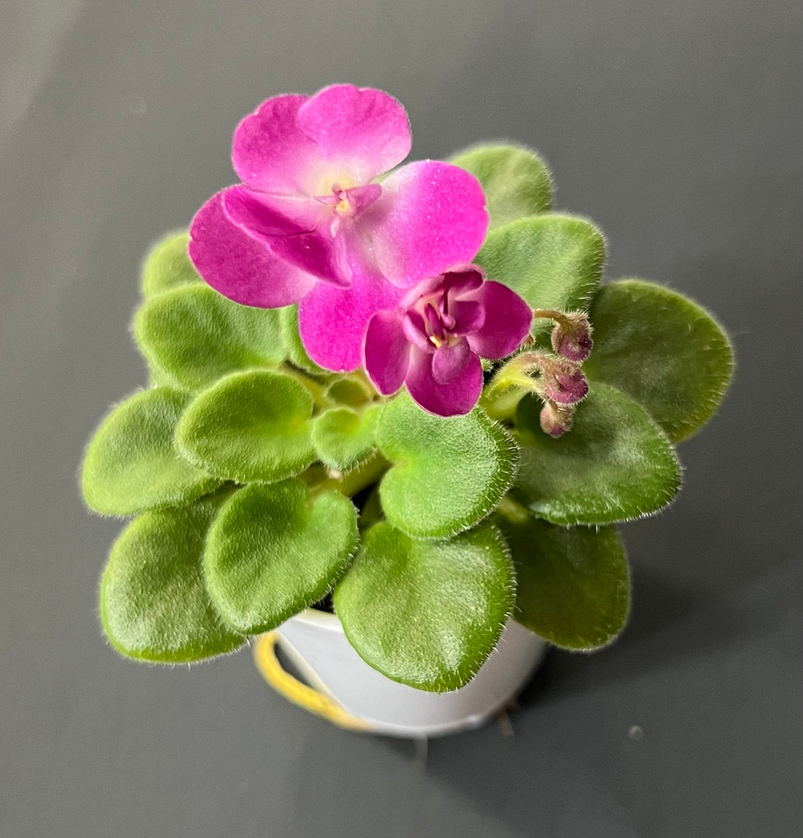 "Hunter's Collar Lipstick" African Violet- 2" LIVE PLANT – Appalachian Violets