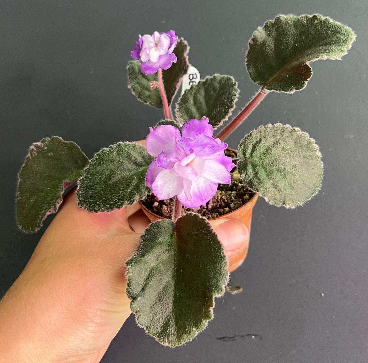 "Buckeye Blushing" African Violet- 2" LIVE PLANT – Appalachian Violets