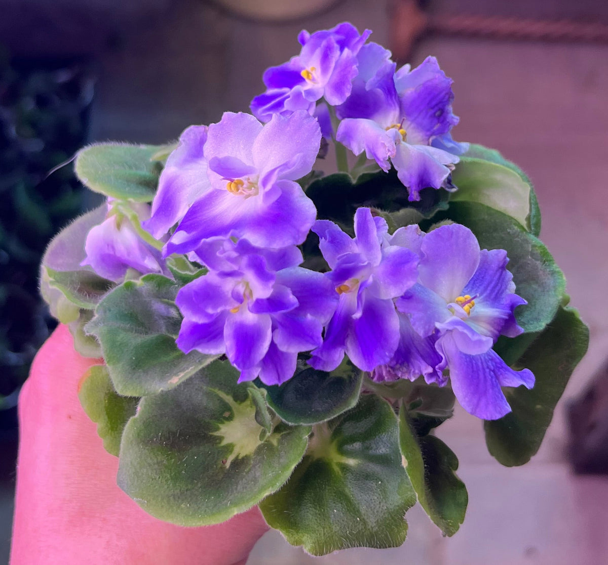 "Hunter's Controlled Chaos" African Violet- 2" LIVE PLANT – Appalachian ...