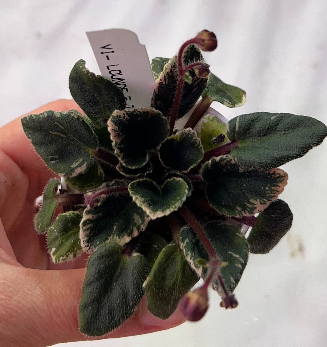"Vi Lounge" African Violet- 2" LIVE PLANT – Appalachian Violets