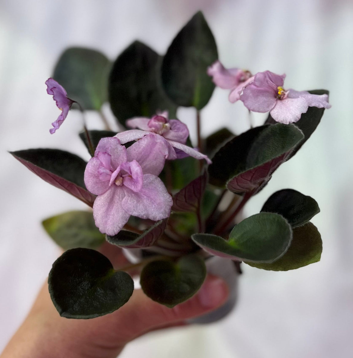 "Imp's Opalesence" African Violet- 2" LIVE PLANT – Appalachian Violets