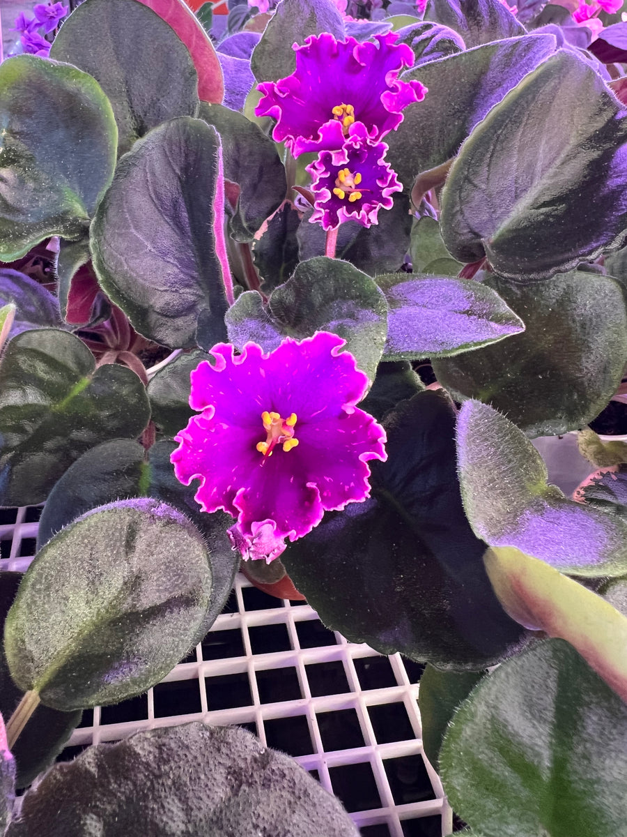 "Vat Favorit" African Violet- 2" LIVE PLANT – Appalachian Violets