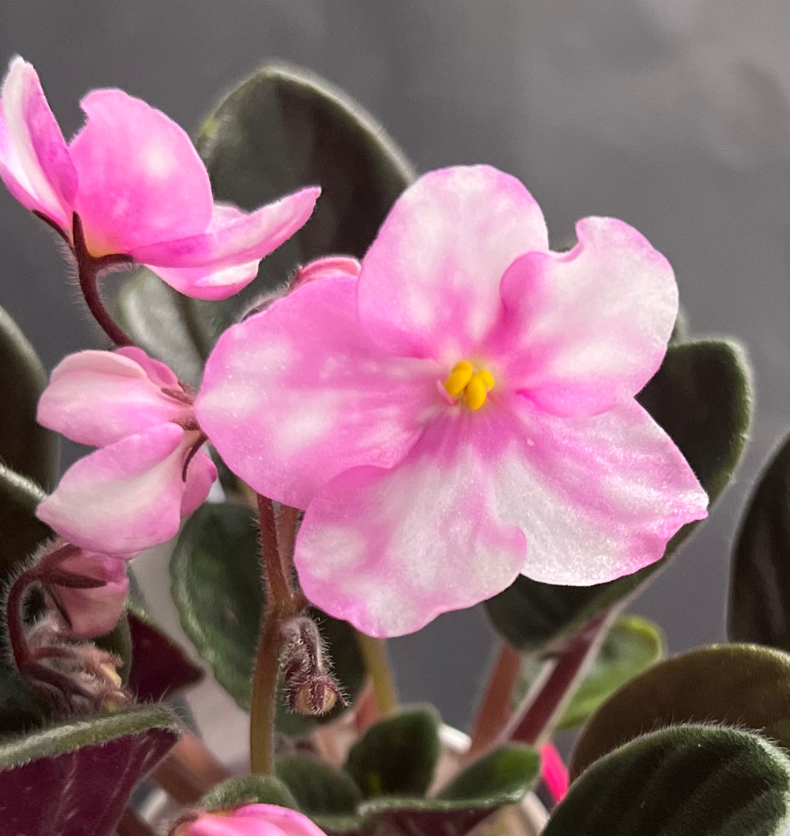 "Hunter's Dew Drops" African Violet- 2" LIVE PLANT – Appalachian Violets