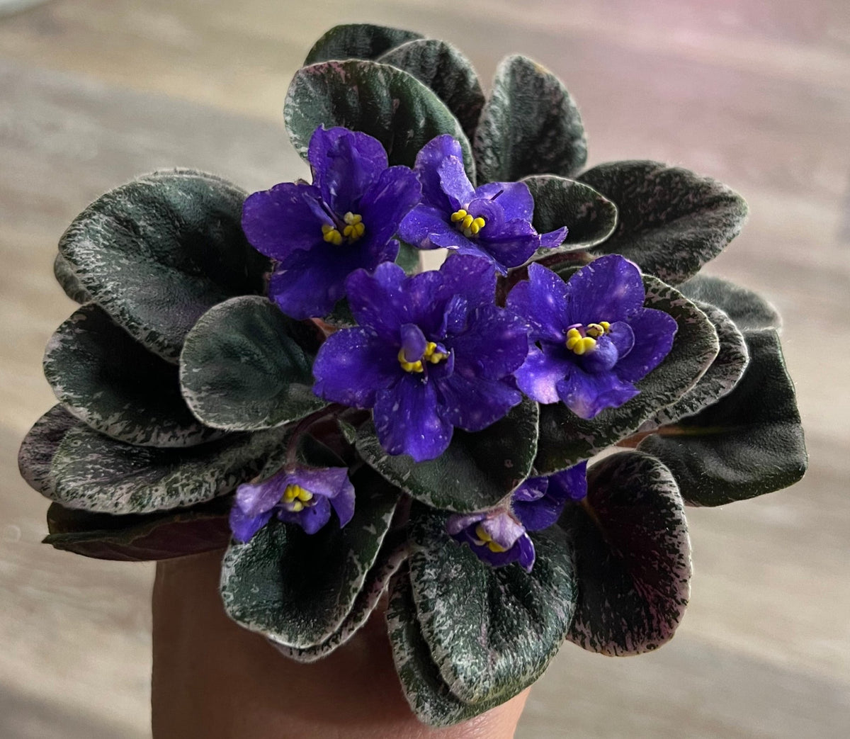 "Hunter's Thunderstruck" African Violet- 2" LIVE PLANT – Appalachian ...