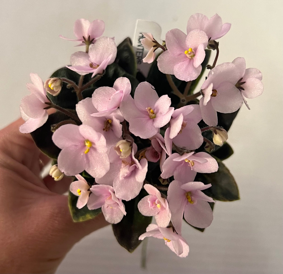 "Hunter's Fawn Frolic" African Violet- 2" LIVE PLANT – Appalachian Violets
