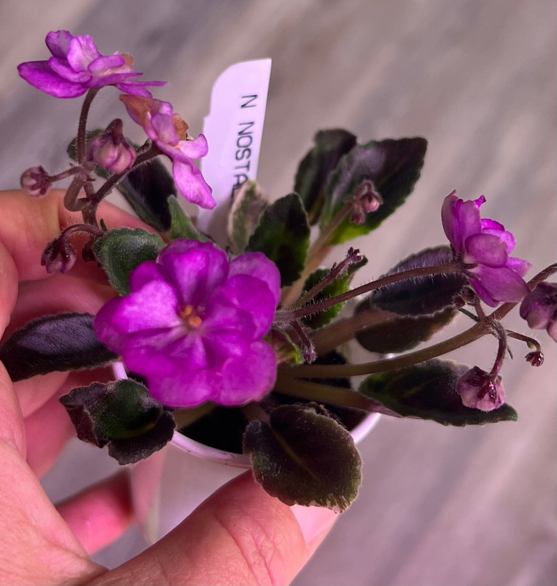 "N Nostalgia" African Violet- 2" LIVE PLANT – Appalachian Violets