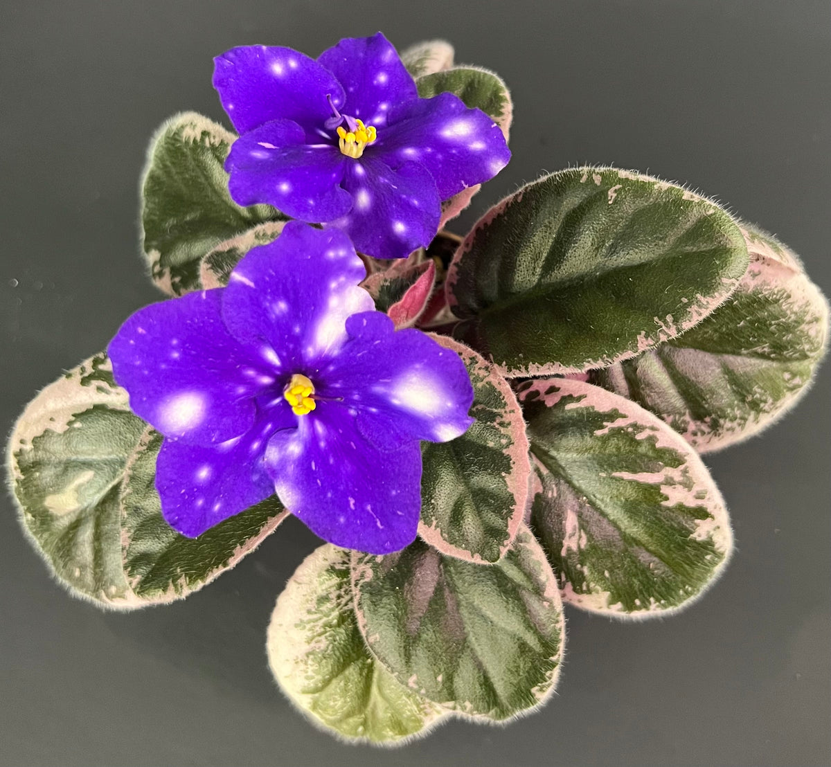"Rivermist Heavenly" African Violet- 2" LIVE PLANT – Appalachian Violets