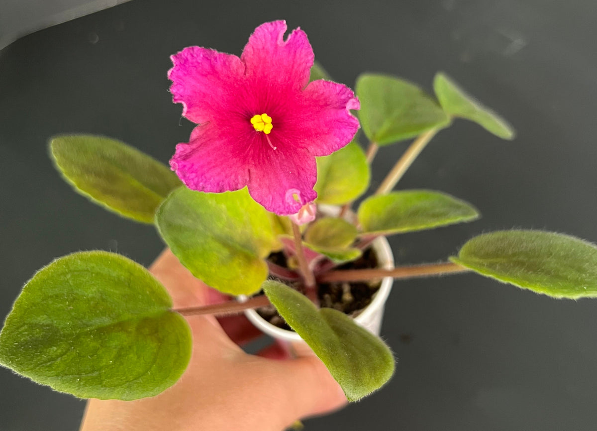 "NK Osinne Randevu- (Autumn Rendezvous)" African Violet- 2" LIVE PLANT ...