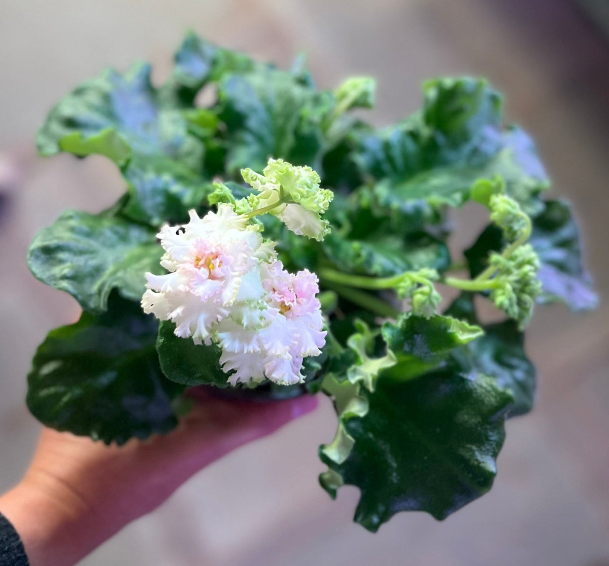 "Kermit" African Violet- 2" LIVE PLANT – Appalachian Violets