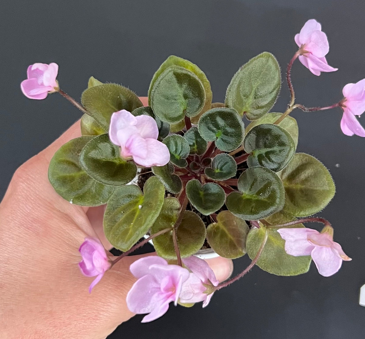 "Aly's Rosy Baby" African Violet- 2" LIVE PLANT – Appalachian Violets