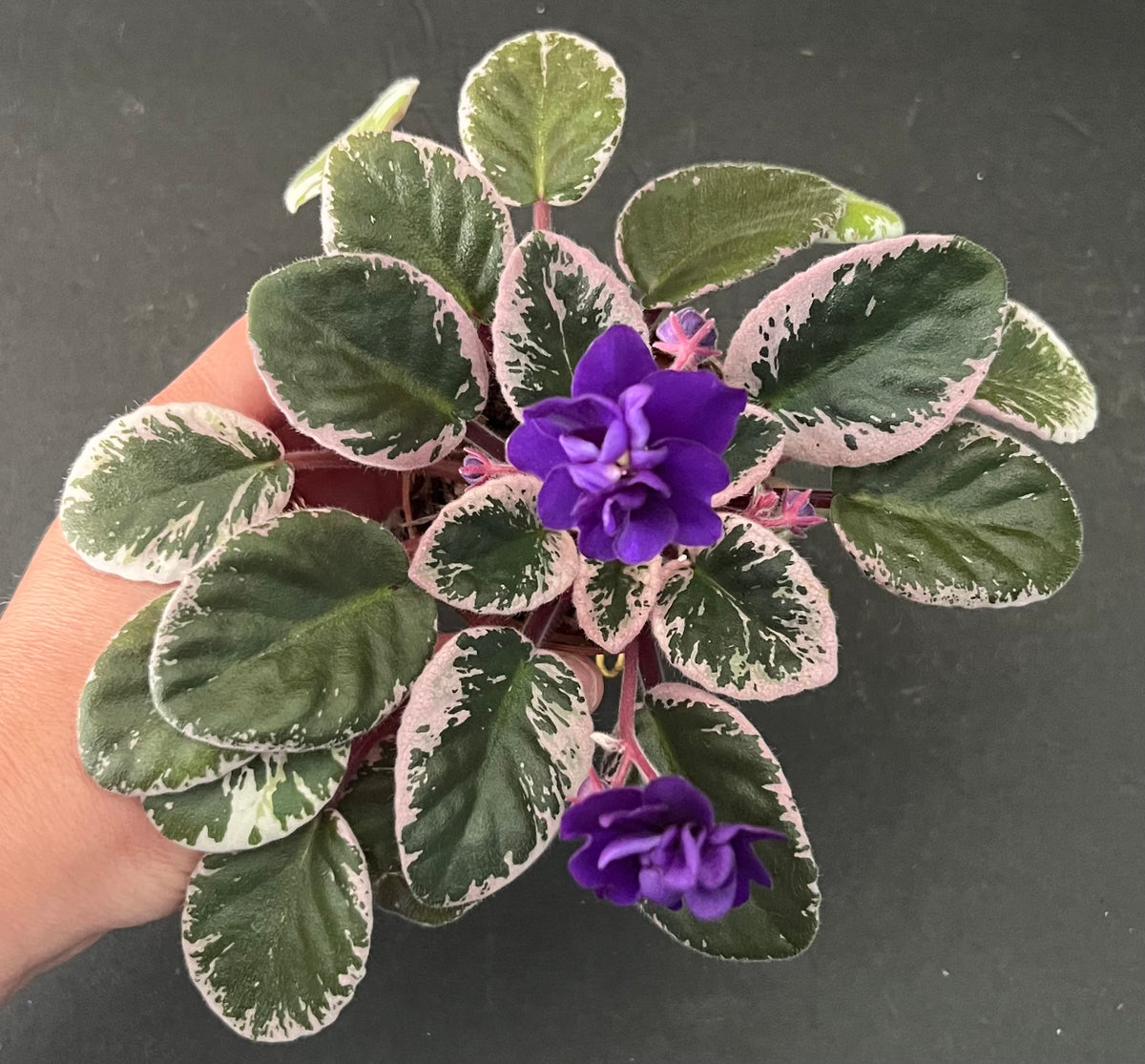 "Cajun's Code Blue" African Violet- 2" LIVE PLANT – Appalachian Violets