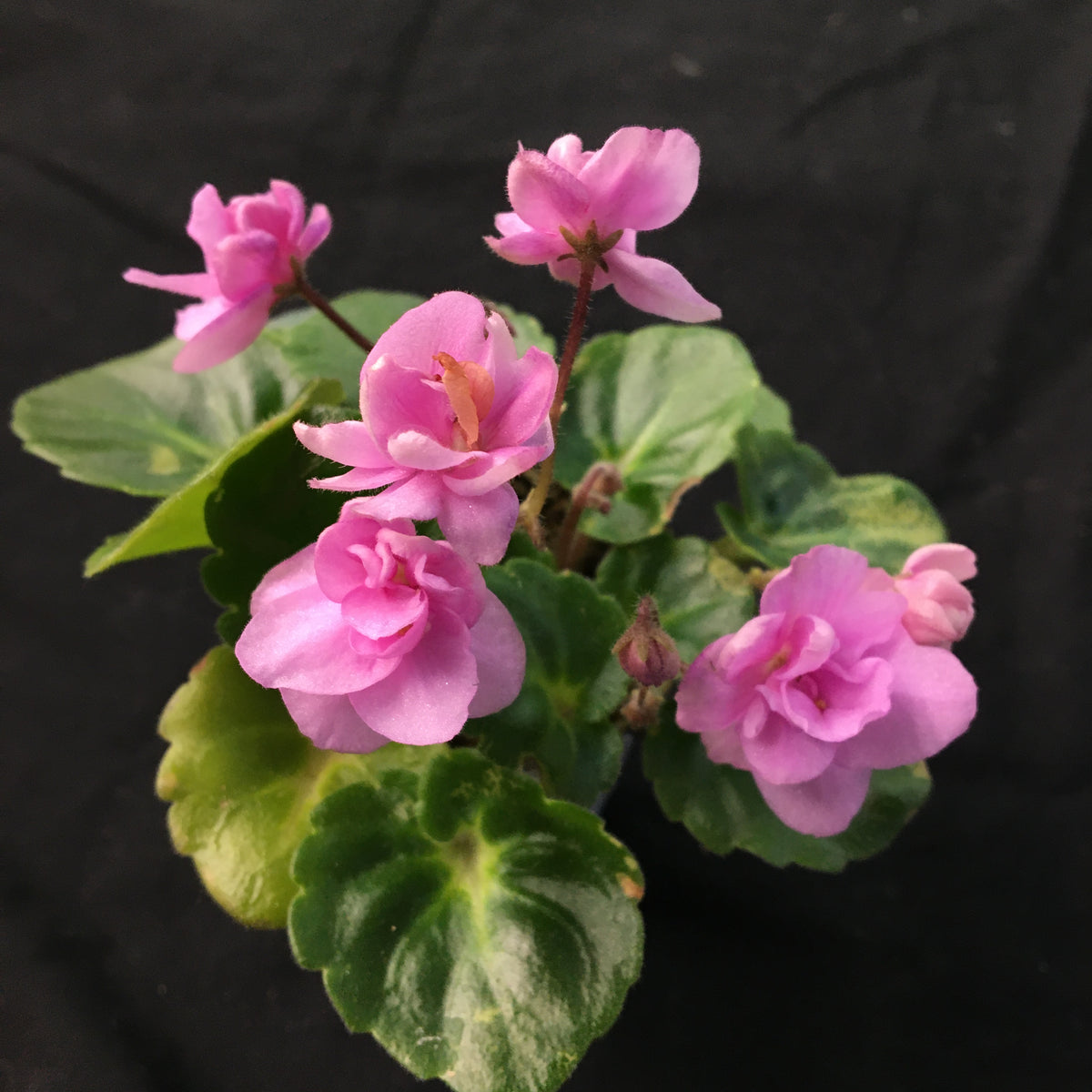 "Little Miss Muffet" African Violet- 2" LIVE PLANT – Appalachian Violets