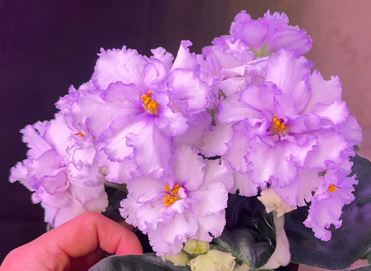 "Alaskan Frost" African Violet- 2" LIVE PLANT – Appalachian Violets