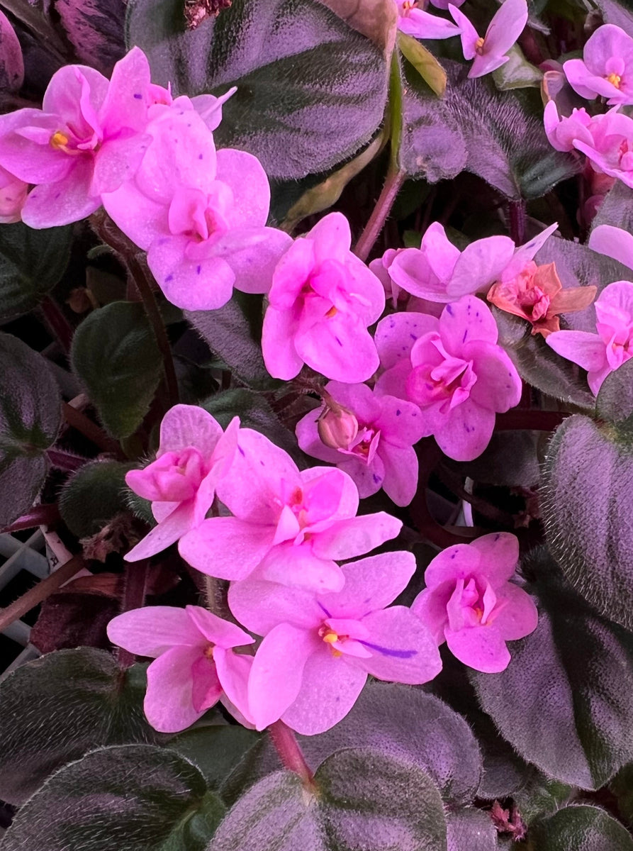 "Fun Trail" African Violet- 2" LIVE PLANT – Appalachian Violets