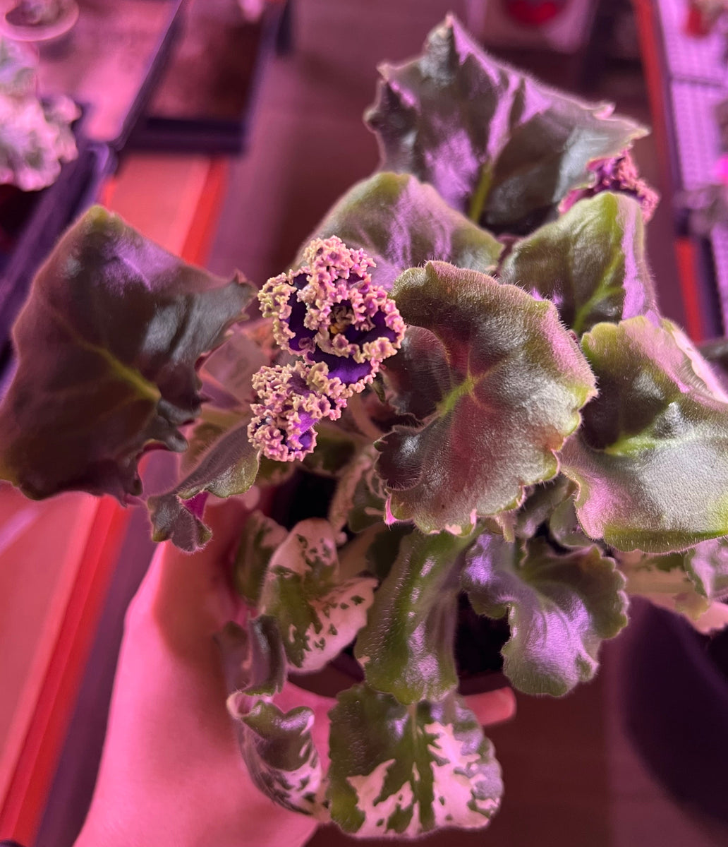 "Deadly Sting" African Violet- 2" LIVE PLANT – Appalachian Violets