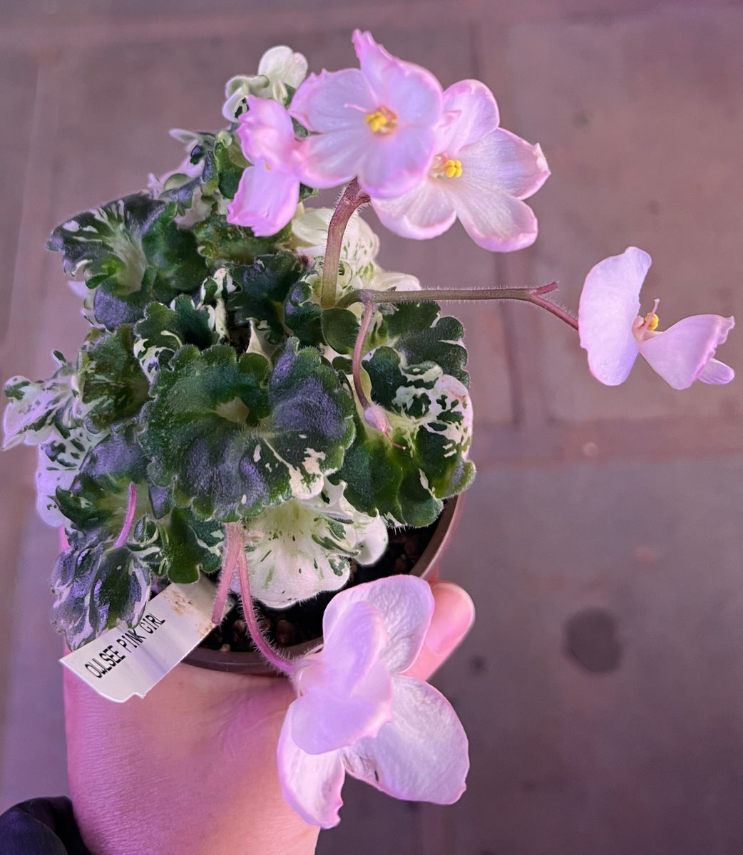 "Owlsee Pink Girl" African Violet- 2" LIVE PLANT – Appalachian Violets
