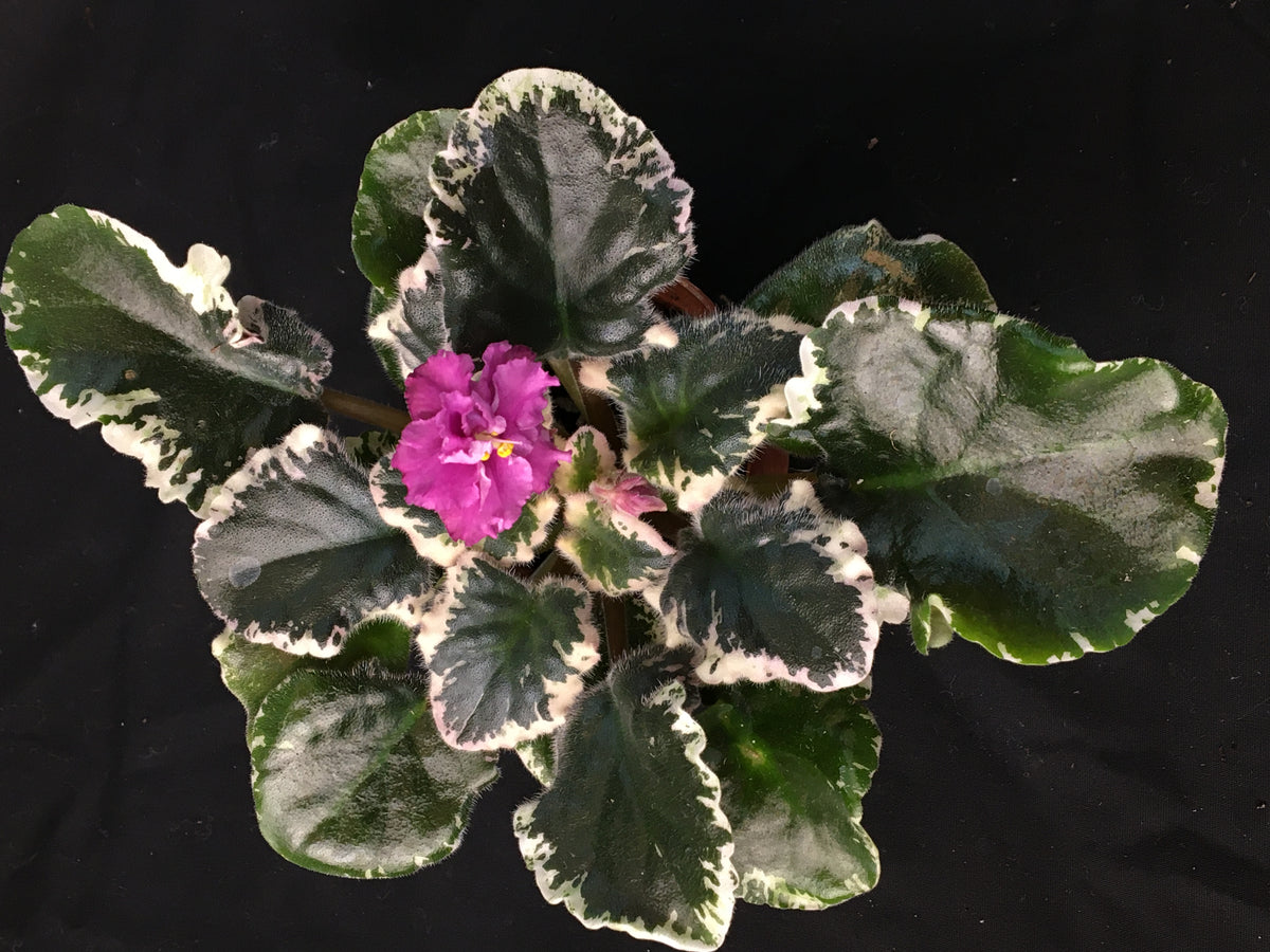 "Ann" African Violet- 2" LIVE PLANT – Appalachian Violets