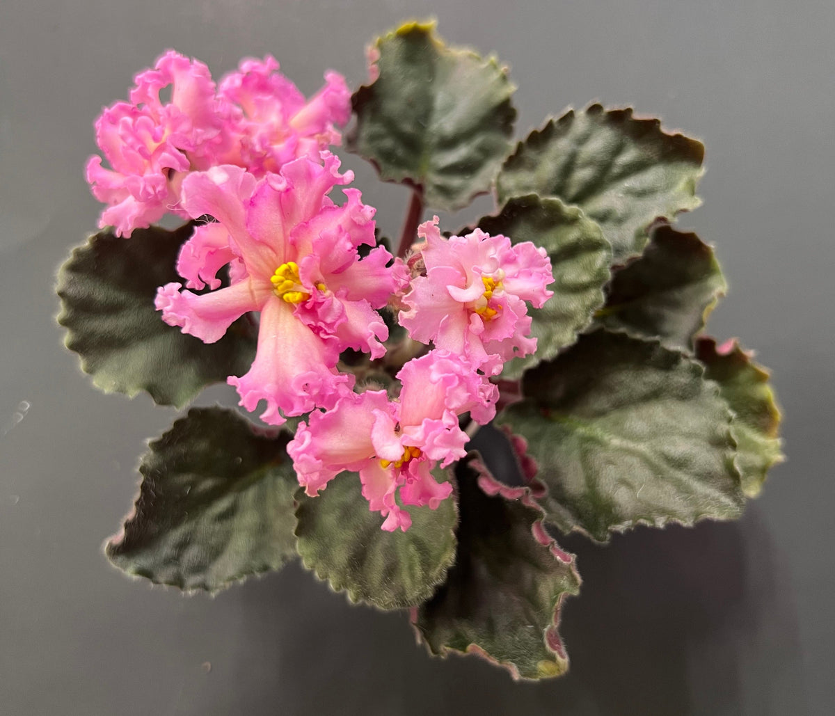 "RM Yantarnaya Luna (Amber Moon) African Violet- 2" LIVE PLANT ...