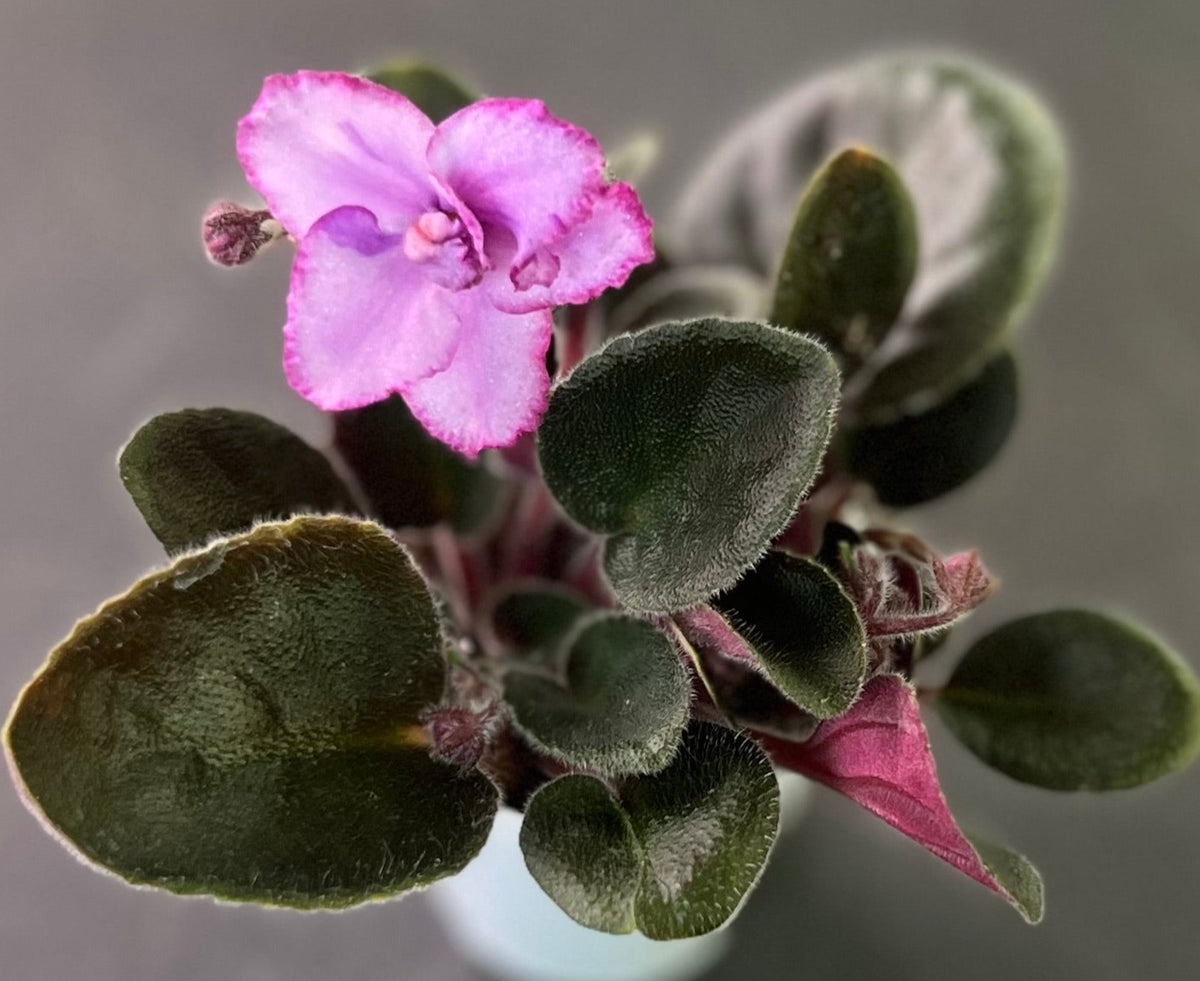 "Imp's Opalesence" African Violet- 2" LIVE PLANT – Appalachian Violets