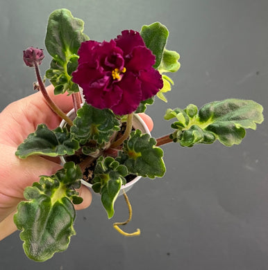 Standard Varieties – Appalachian Violets