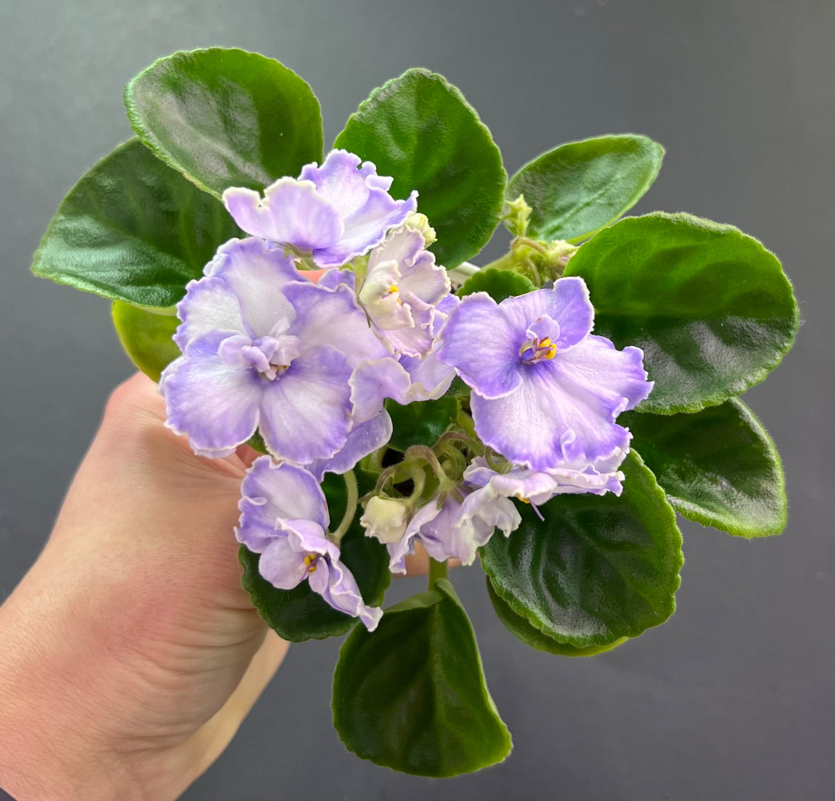 "Rip Van Winkle" African Violet- 2" LIVE PLANT – Appalachian Violets