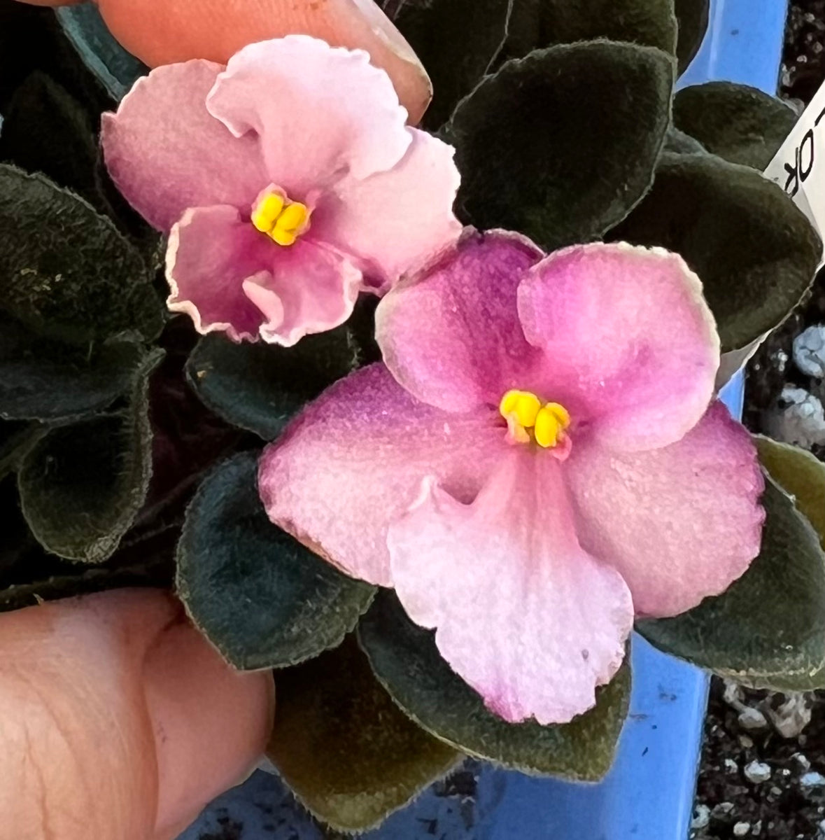 "Jolly Glory" African Violet- 2" LIVE PLANT – Appalachian Violets