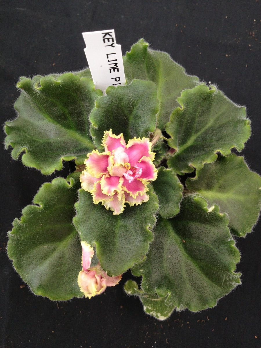 "Aly's Key Lime Pie" African Violet- 2" LIVE PLANT – Appalachian Violets