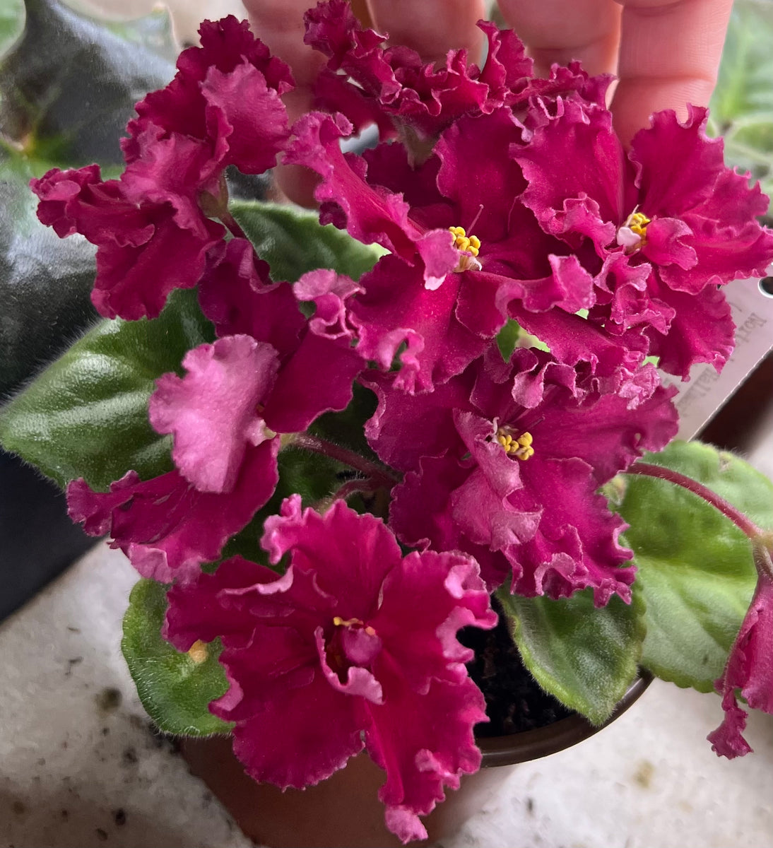 "Nortex Hallmark Haven" African Violet- 2" LIVE PLANT – Appalachian Violets