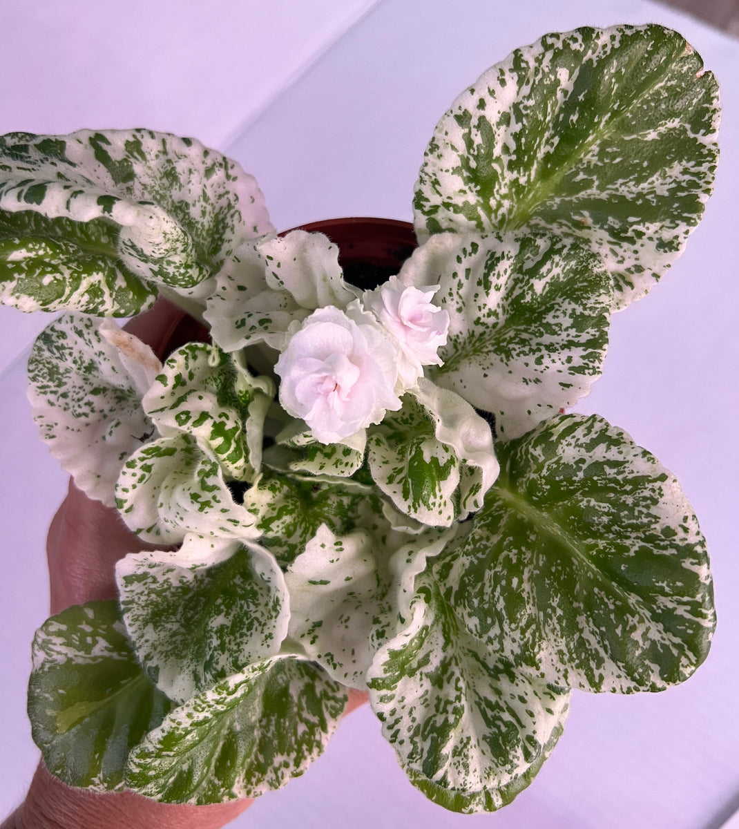 "Watermelon Snow" African Violet- 2" LIVE PLANT – Appalachian Violets