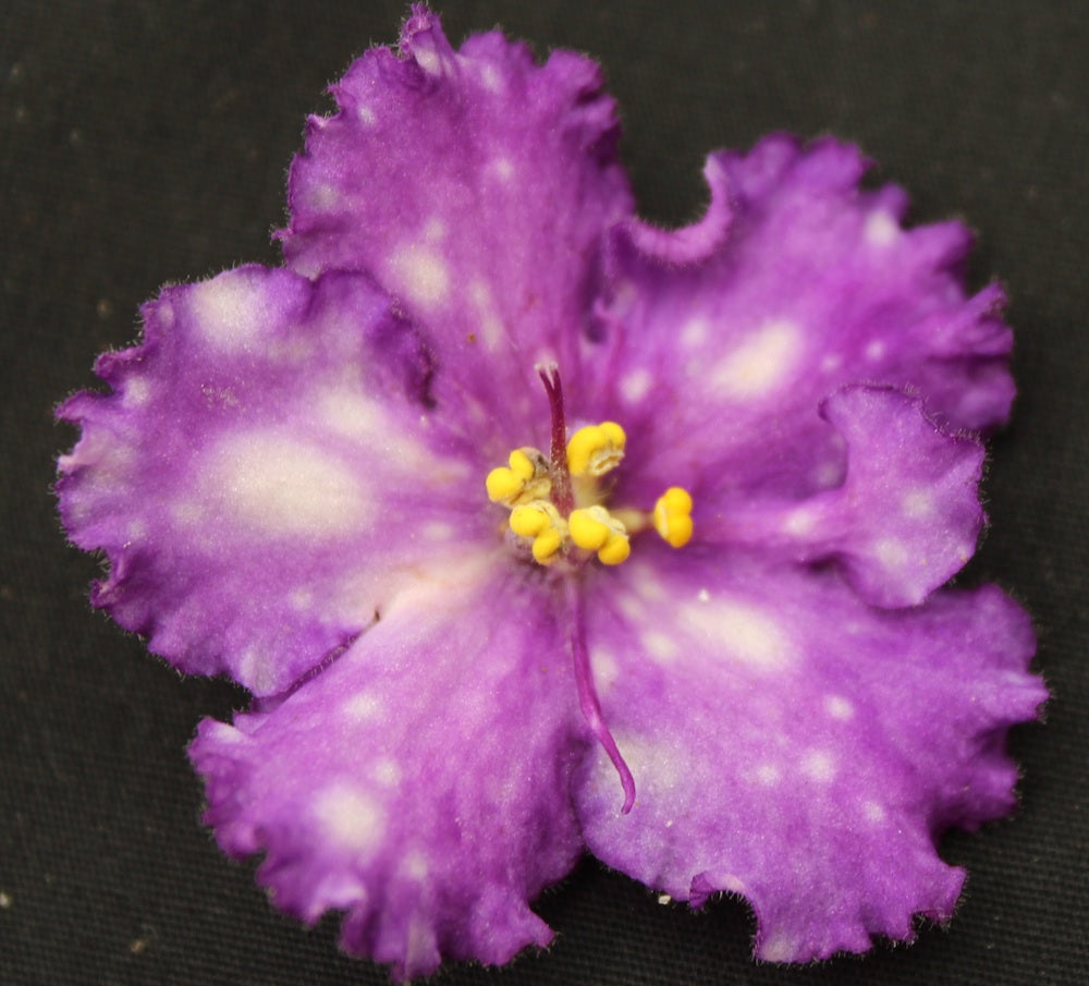 "Storm's Eye" African Violet- 2" LIVE PLANT – Appalachian Violets