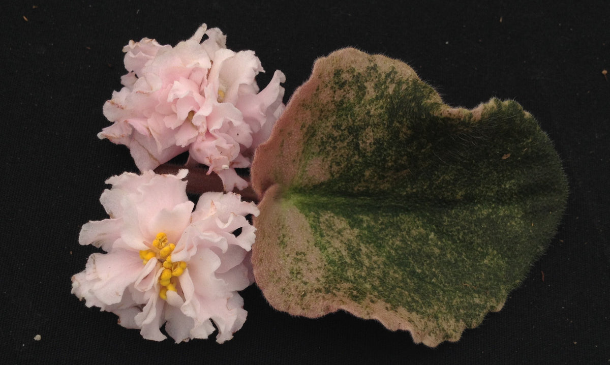 "Cabbage Patch" African Violet- 2" LIVE PLANT – Appalachian Violets