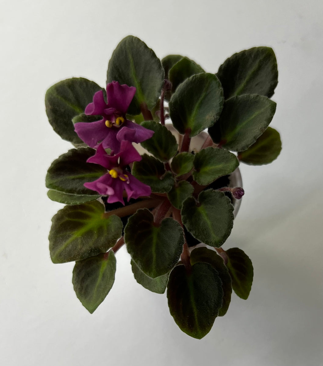 "Wesley's Queen of Tarts" African Violet- 2" LIVE PLANT – Appalachian ...