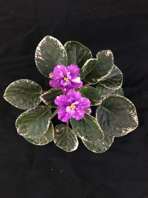 Standard Varieties – Appalachian Violets