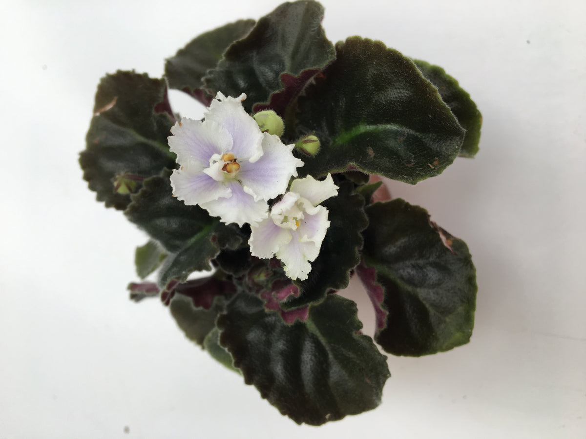 "Boo Man" African Violet- 2" LIVE PLANT – Appalachian Violets