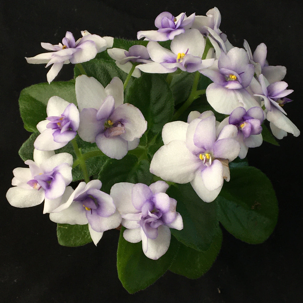 "Hunter's Storm Clouds" African Violet- 2" LIVE PLANT – Appalachian Violets