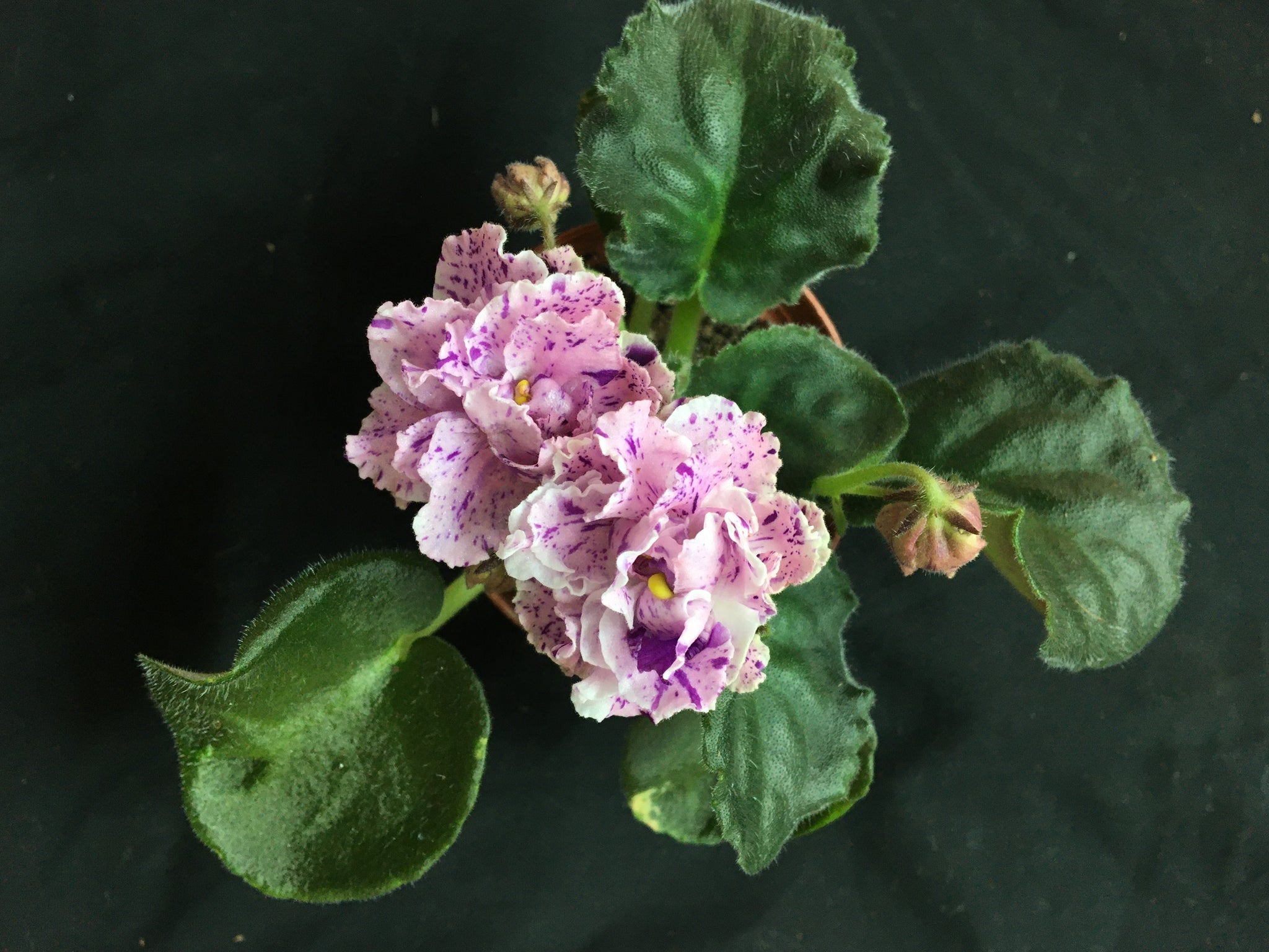 "LE Isadora" African Violet- 2" LIVE PLANT – Appalachian Violets