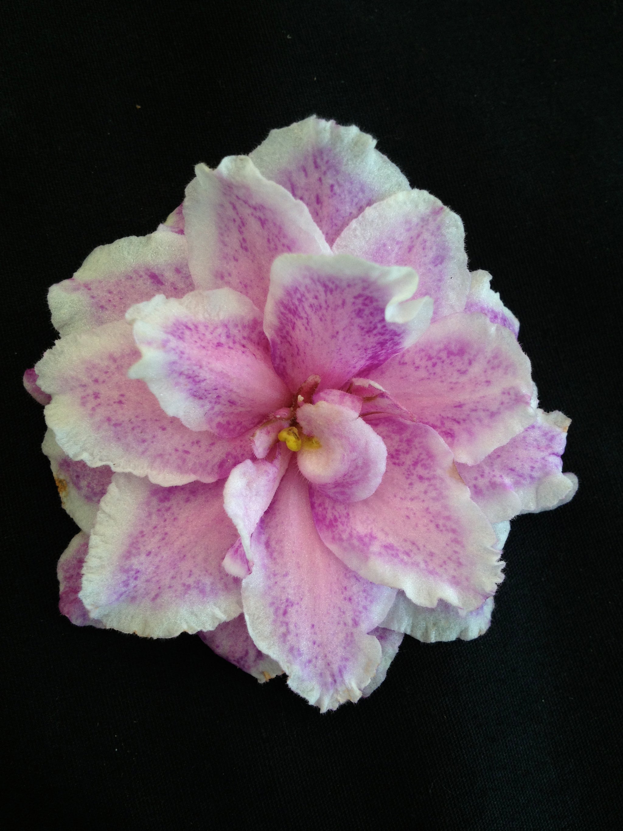 "King's Ransom" African Violet- 2" LIVE PLANT – Appalachian Violets