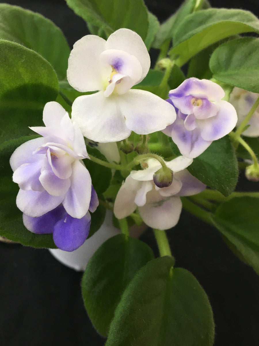 "Morgan's Fools Thin Air" African Violet- 2" LIVE PLANT – Appalachian ...