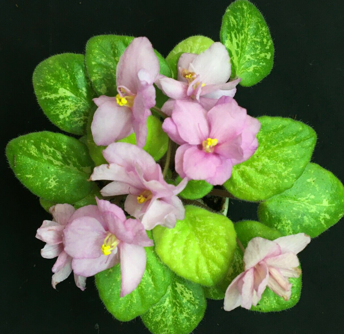 "Trinket Terrific"- 2" LIVE PLANT – Appalachian Violets