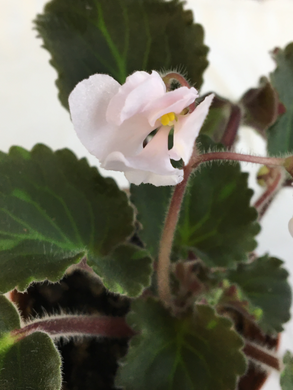 Standard Varieties – Appalachian Violets