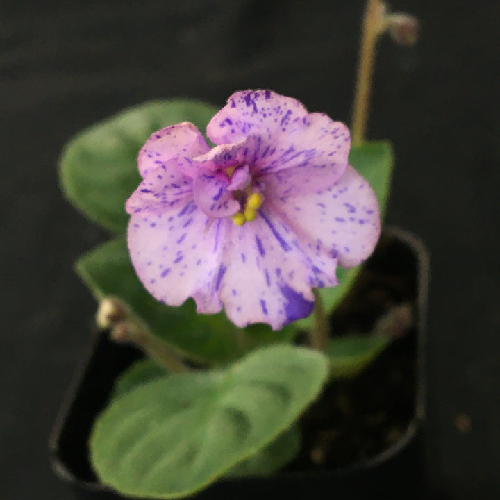 "Sea Haze Trail" African Violet- 2" LIVE PLANT – Appalachian Violets